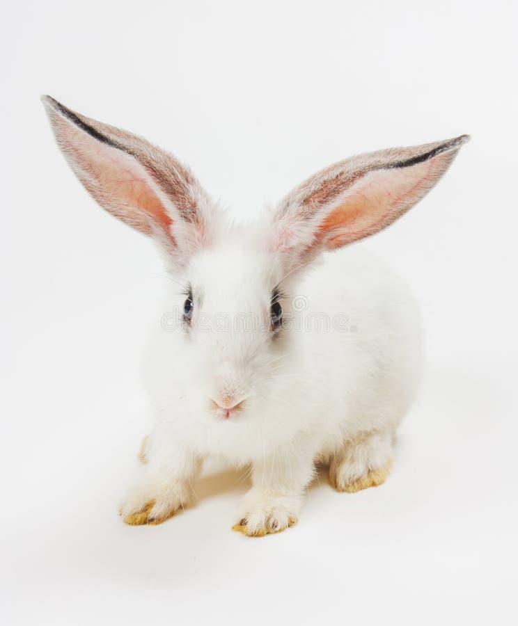 Happy New Year of rabbit stock image. Image of small - 103035035