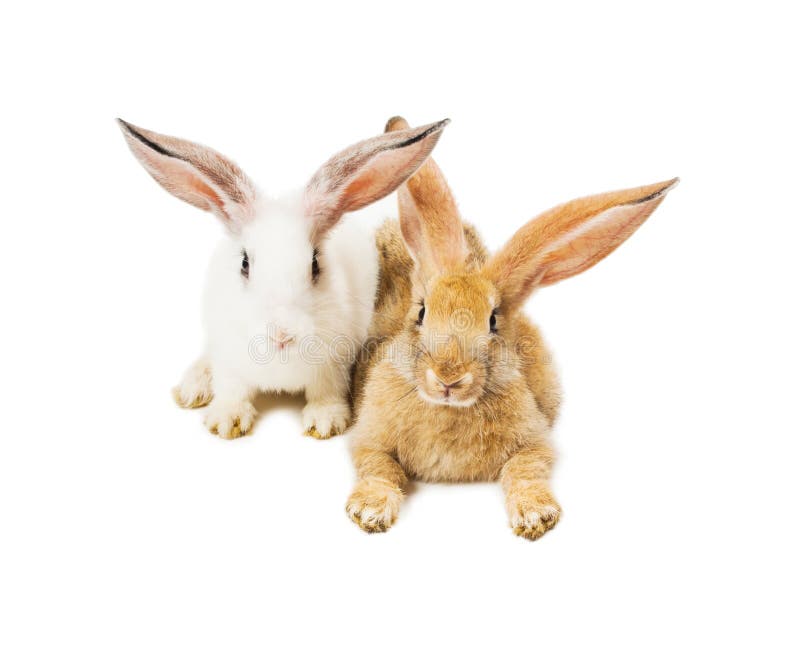 Happy New Year Rabbit Stock Photos - Download 1,095 Royalty Free Photos