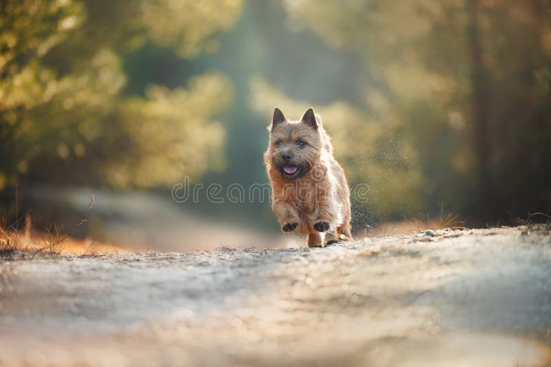 Happy Norwich Terrier Dog Running Forest Stock Photos - Free & Royalty ...