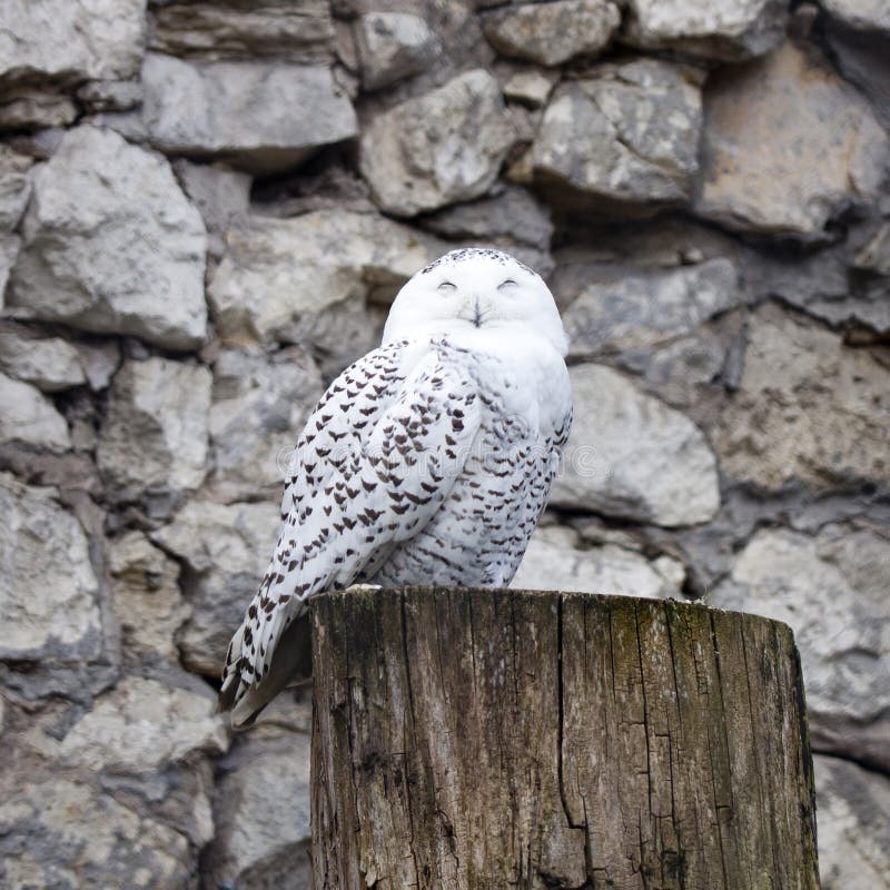 Happy owl portrait stock photo. Image of smiley, polar - 70264878
