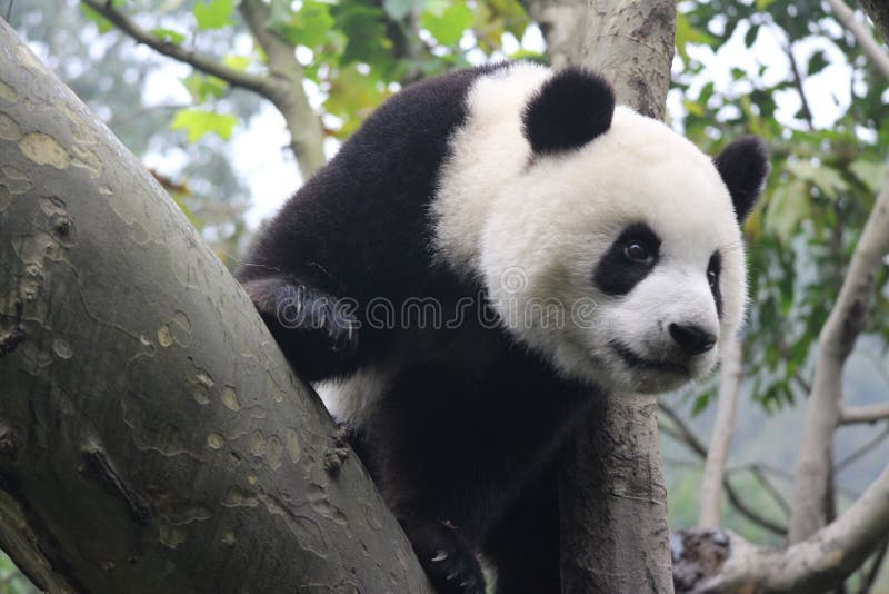 Happy Panda stock image. Image of happy, playground, smiling - 81389601