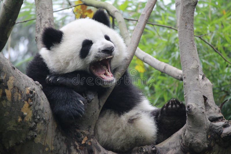 Happy Panda stock image. Image of pandanature, endangered - 81389975
