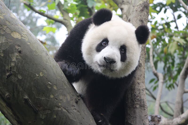 Happy Panda stock photo. Image of panda, pandaplayful - 81390564
