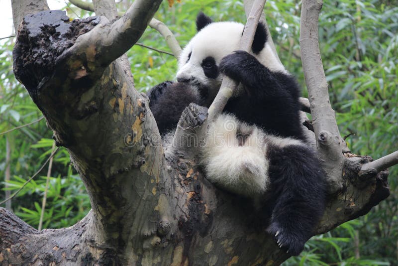 Happy Panda stock image. Image of panda, playground, wolong - 81393693