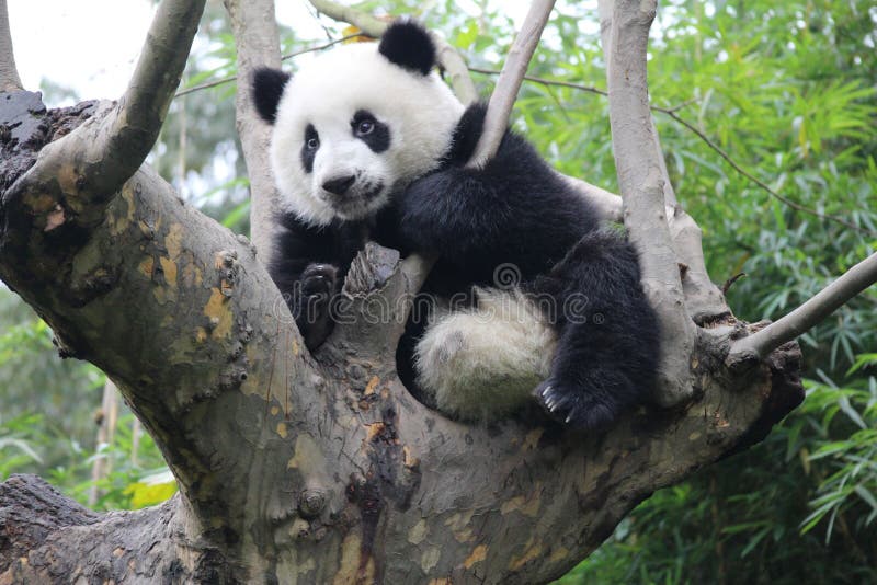 Happy Panda stock image. Image of pandawildlifelovely - 81393723