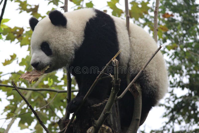 Happy Panda stock image. Image of animal, smiling, panda - 81394293