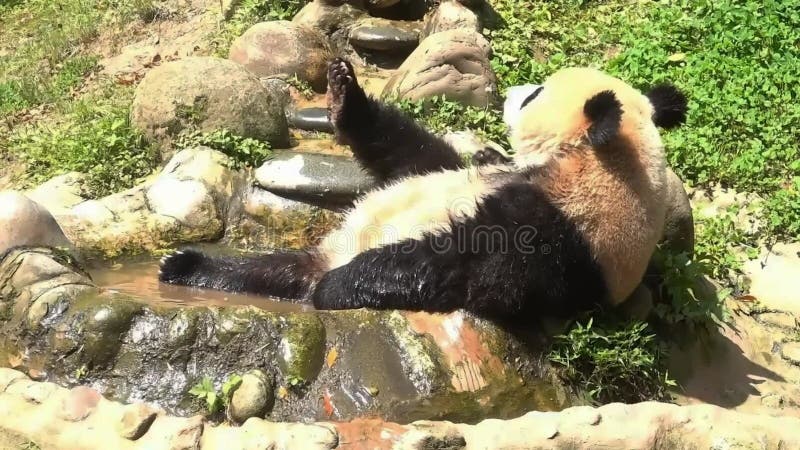 Close Up Happy Panda in a Tiny Pond Stock Video - Video of nature ...