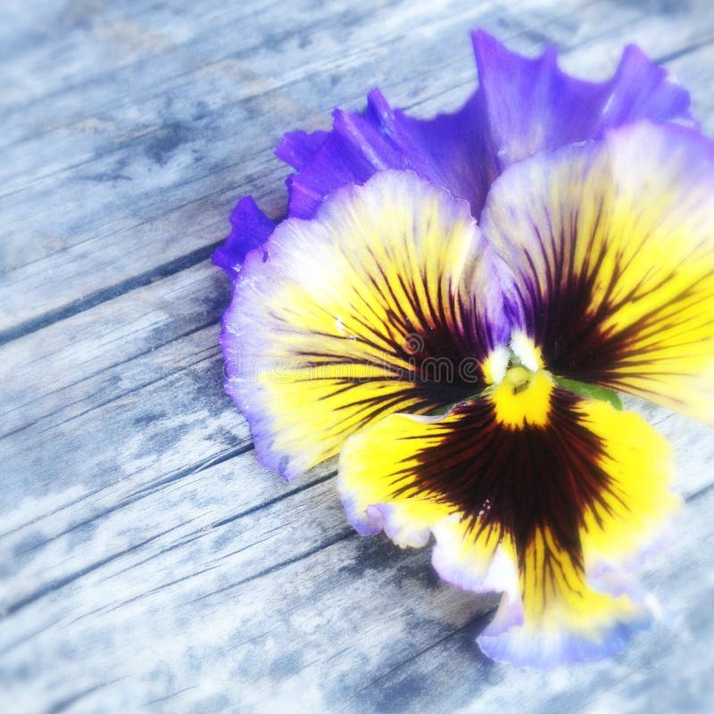 Happy pansy face stock photo. Image of flowering, marvels - 69970572