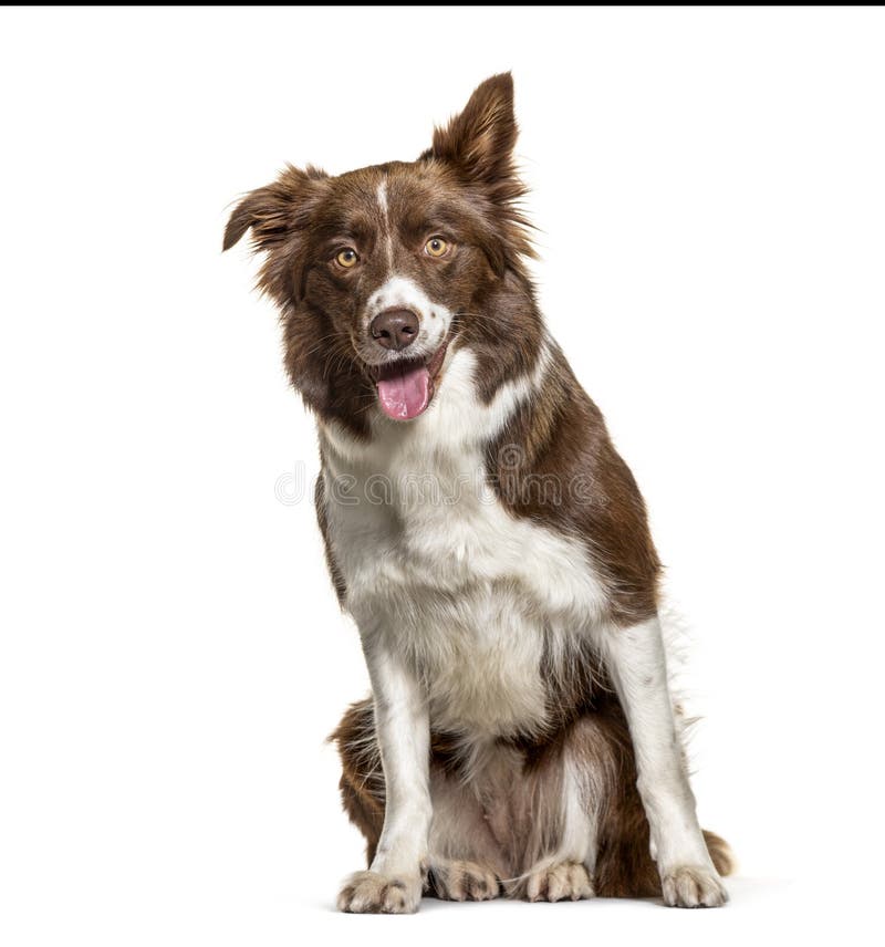 Happy Panting Border Collie, Isolated Stock Image - Image of happiness ...