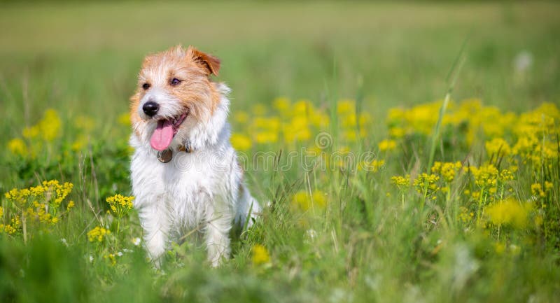 Happy Panting Pet Dog Sitting Grass Smiling Flowers Spring Stock Photos ...