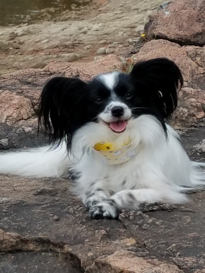 Happy Papillion puppy stock photo. Image of black, carnivore - 211199206