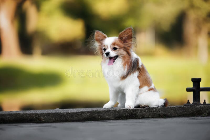Happy Papillon Dog Sitting Outdoors in Summer Stock Image - Image of ...