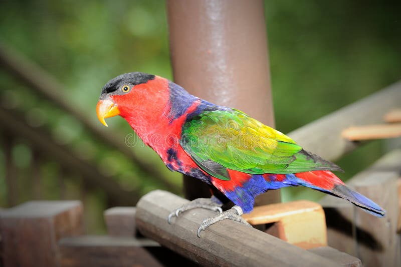 Happy parrot stock image. Image of parrot, bird, domestic - 28860141