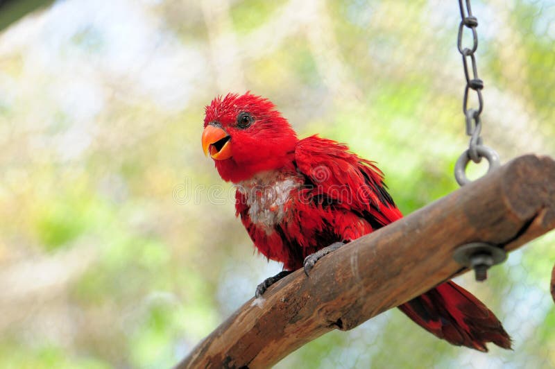 Happy Parrot Bird stock image. Image of beauty, adult - 23966443