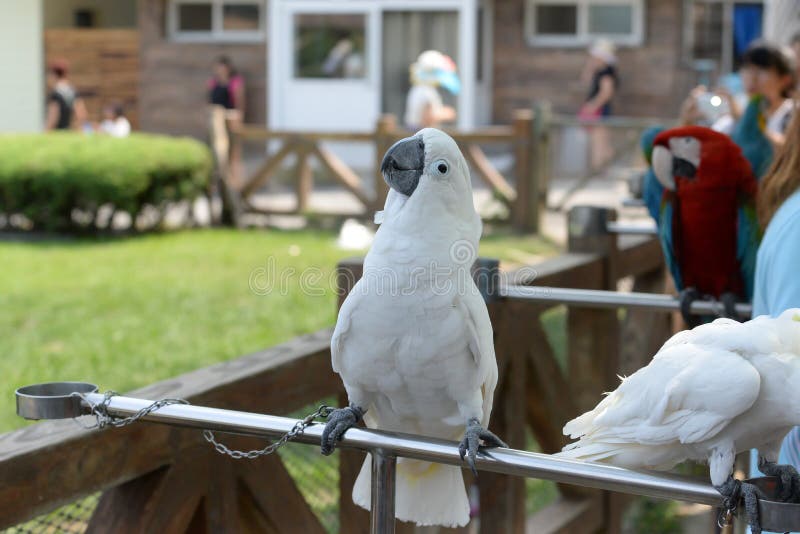Happy Parrot Bird stock image. Image of beauty, adult - 23966443