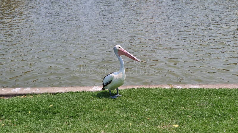 Happy Pelican at Mawson Lakes Stock Photo - Image of lakes, built ...