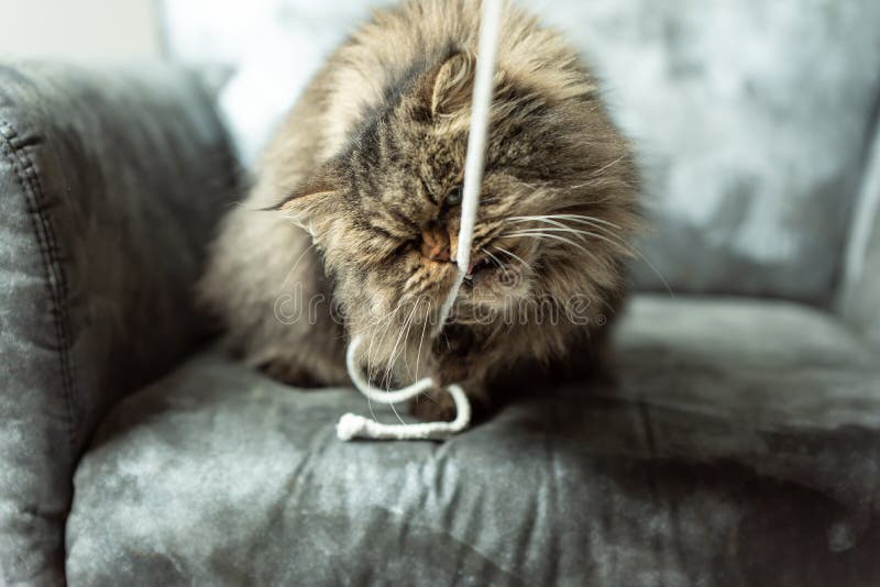 Happy Pets - Long-haired Kitten Playing with a String at Home Stock ...