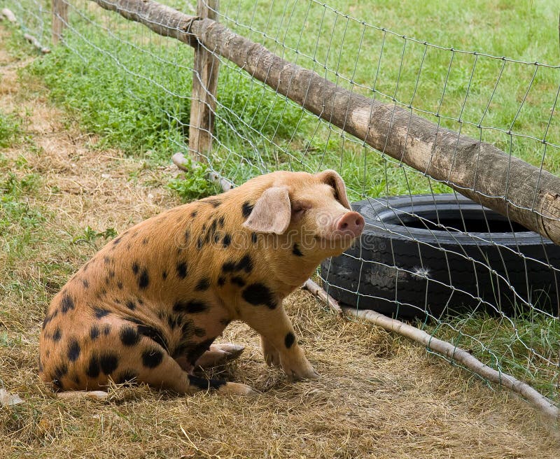 Happy Pig stock photo. Image of smile, spotted, spots - 15440312