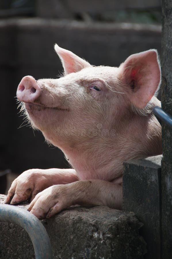 Curious cute pigs stock image. Image of piglet, nose - 28657383