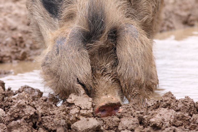 Muddy Pig Stock Photos - Download 1,170 Royalty Free Photos
