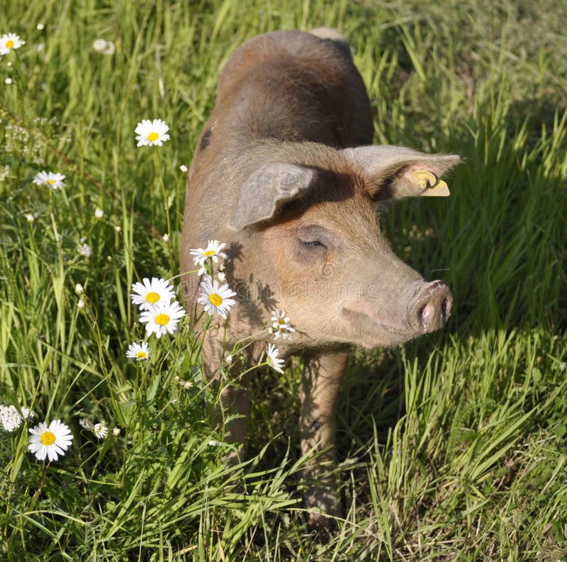 Happy pig stock photo. Image of portrait, farm, flora - 29223050