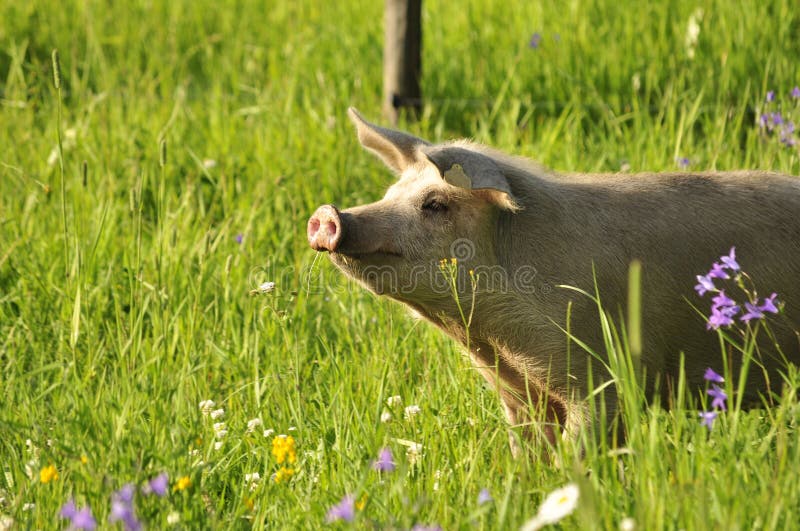 Happy pig stock image. Image of flowers, field, funny - 29223063