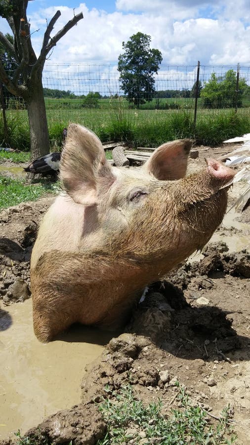 Happy pig stock image. Image of puddle, happy, farm - 94339991