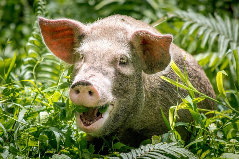 422 Smiling Hog Stock Photos - Free & Royalty-Free Stock Photos from ...