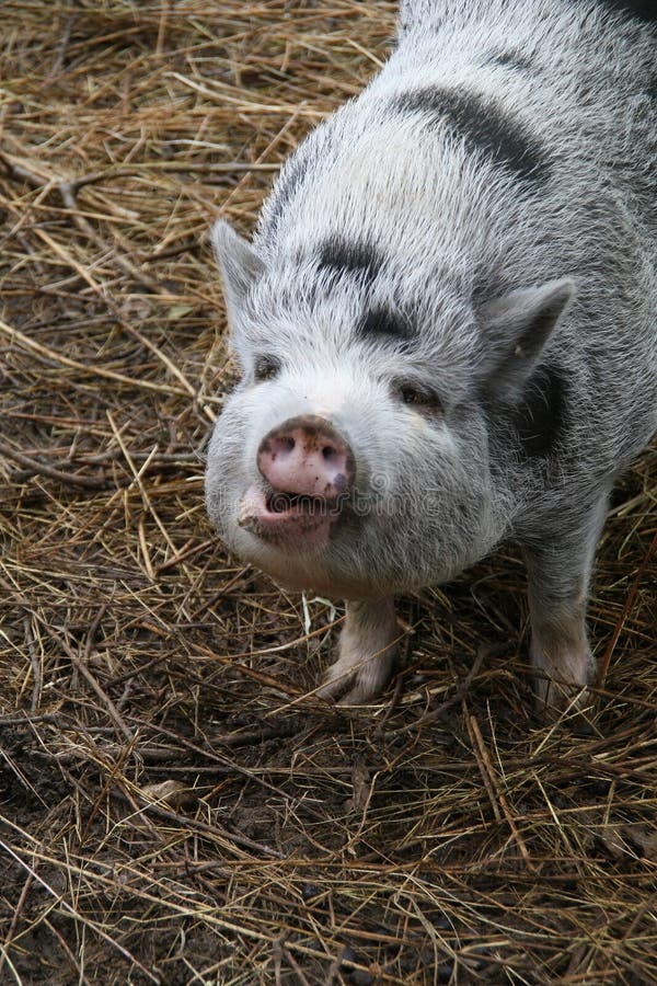 Happy pig stock photo. Image of barn, piggy, grass, agricultural - 44760468
