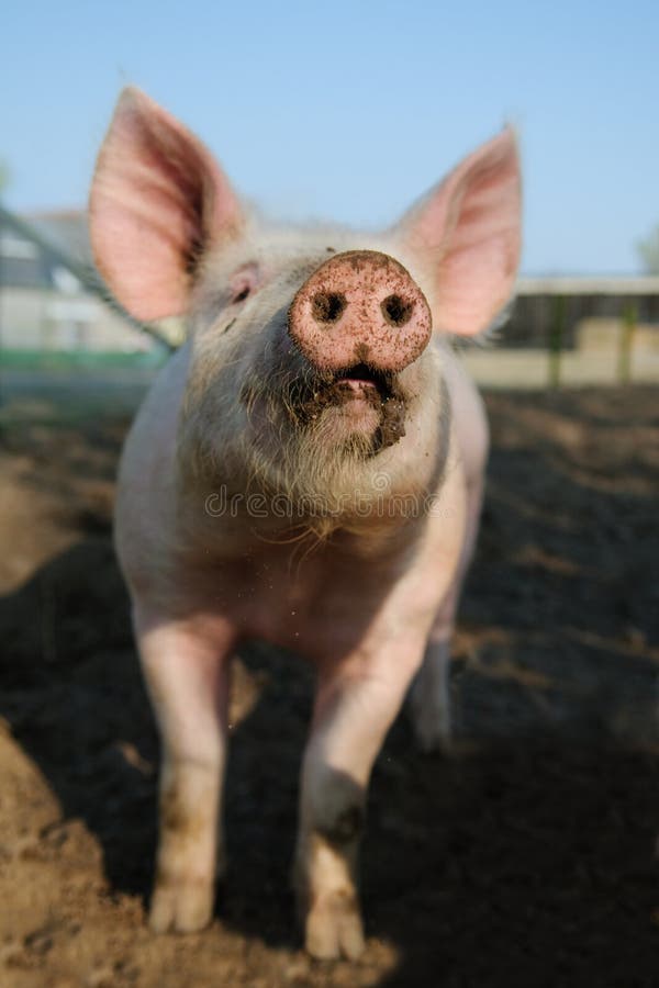 Happy pig snout stock photo. Image of country, curious - 19572584