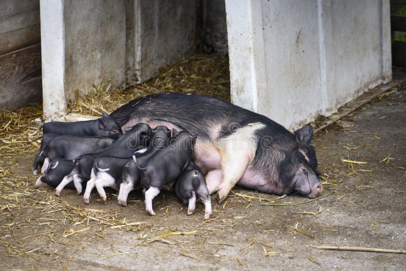 Happy piglet feeding stock photo. Image of agriculture - 96858770