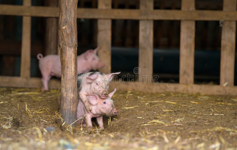 Happy Piglets at Farm, Playing in Springtime Stock Photo - Image of ...
