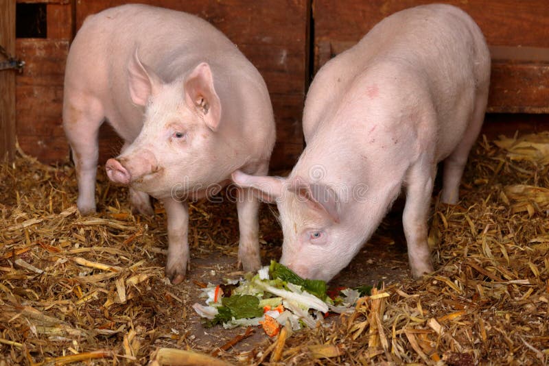 Happy Pigs stock image. Image of fresh, pigs, happy, waste - 67476041