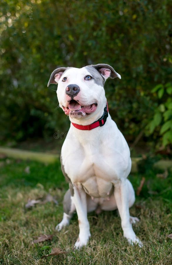 A Happy Pit Bull Terrier Mixed Breed Dog Sitting Outdoors Stock Photo ...