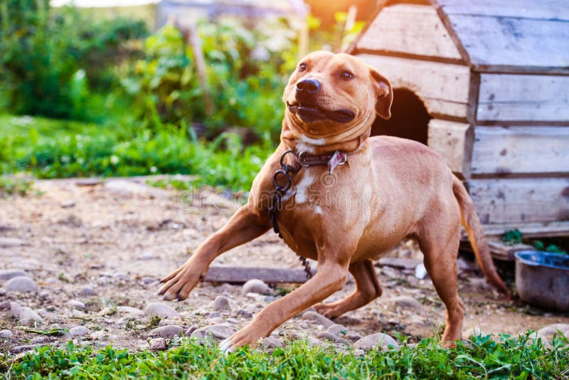 Happy Pit Bull Terrier. Smiling Dog Stock Image - Image of beautiful ...