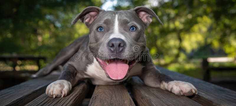 The Happy Pitbull Enjoying a Sunny Day on a Wooden Table Outdoors. AI ...