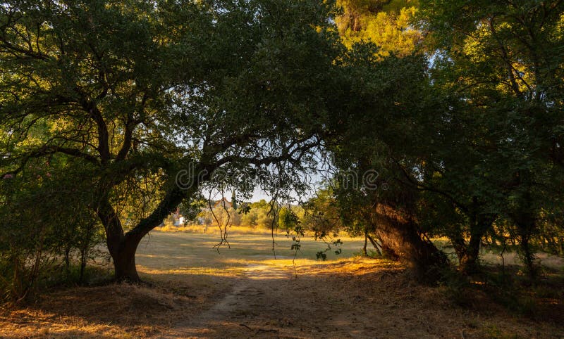 Happy Place with Trees and Sunshine in the Back Stock Photo - Image of ...
