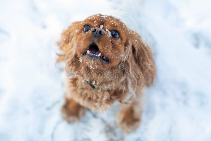 Happy, playful dog in snow stock image. Image of funny - 246221983