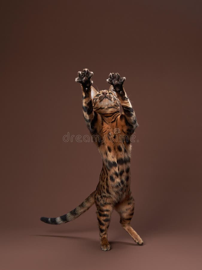Happy Playing Cat. Bengal on a Brown Background Stock Photo - Image of ...
