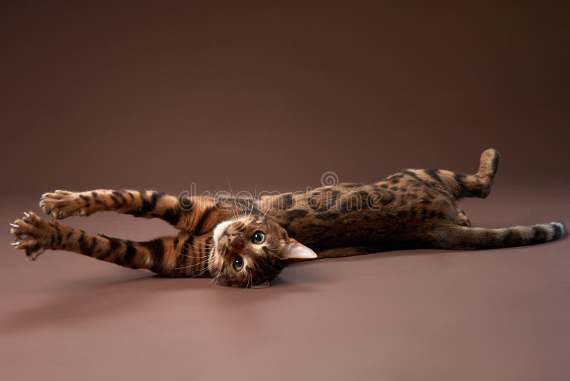 Happy Playing Cat. Bengal on a Brown Background Stock Image - Image of ...
