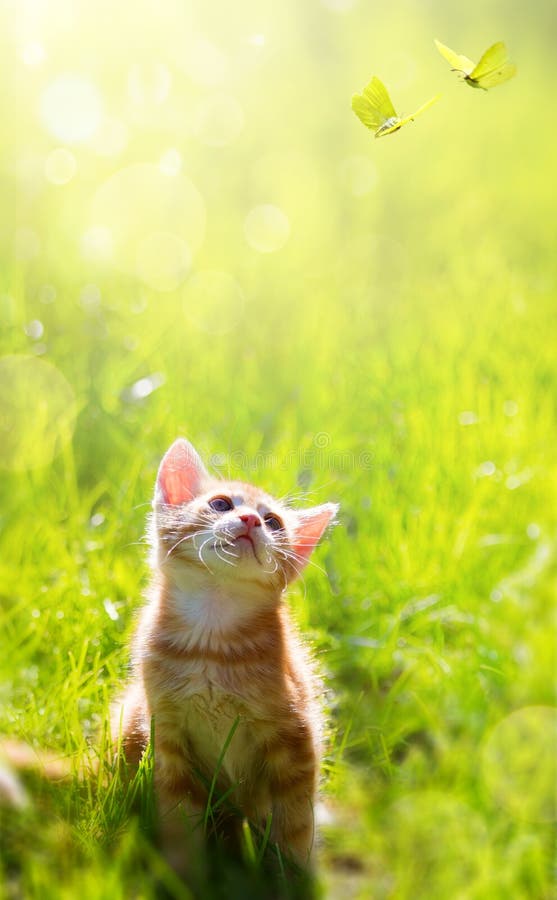15,108 Cat Playing Outdoor Stock Photos - Free & Royalty-Free Stock ...