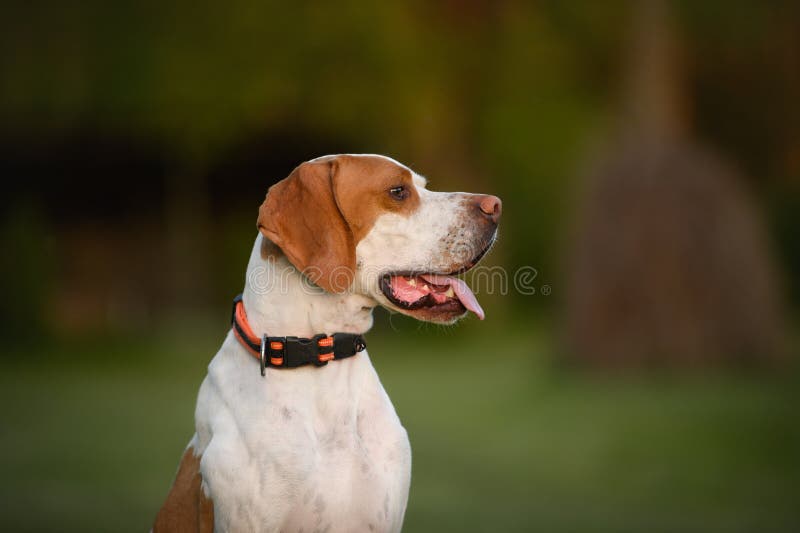 Happy Pointer Dog Portrait in a Collar Outdoors Stock Photo - Image of ...