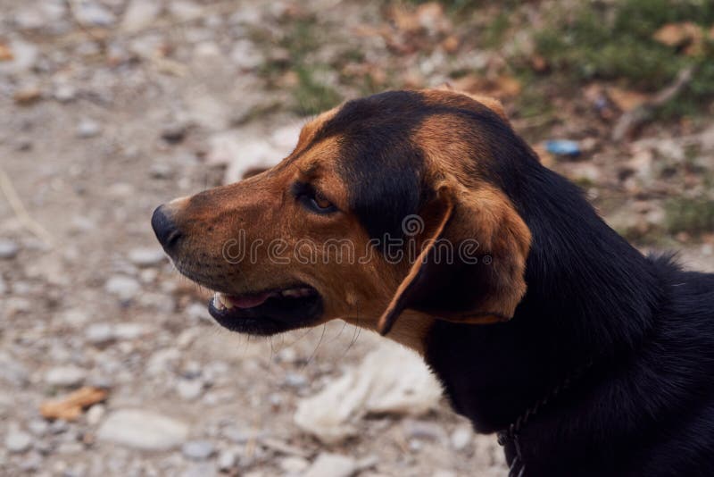 Happy Pointer Dog Side View Portait, Outdoors Stock Image - Image of ...