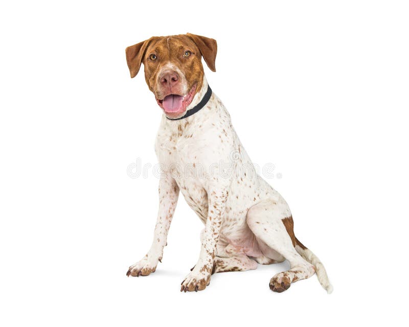 Happy Pointer and Pit Bull Crosbreed Dog Sitting Stock Photo - Image of ...