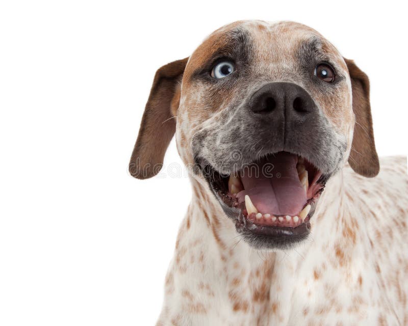 Boxer and Pointer Mix Dog Sitting Stock Photo - Image of length, mixed ...