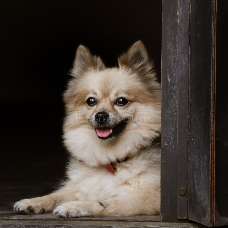 Happy Pomeranian Puppy Look Around Stock Photo - Image of look, animal ...