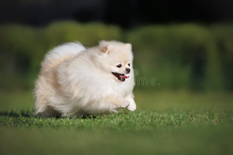 Happy Pomeranian Spitz Dog Running on Grass in Summer Stock Photo ...