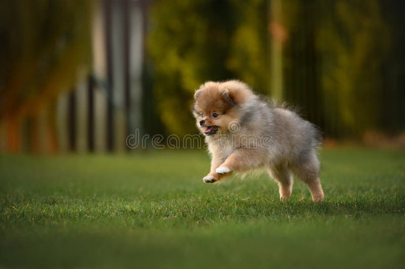 Happy Pomeranian Spitz Puppy Running on Grass in Summer Stock Photo ...