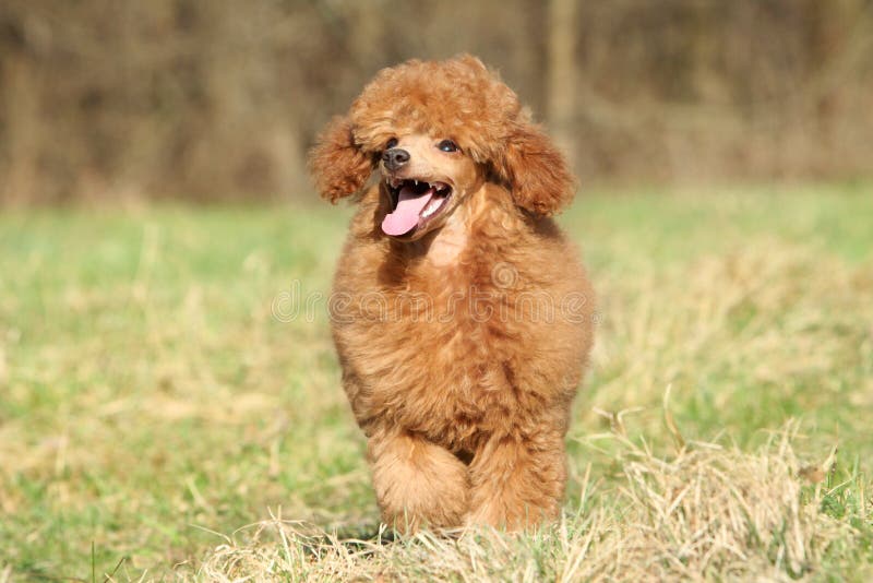 Happy Poodle Puppy at Outdoor Stock Photo - Image of pedigreed, animals ...