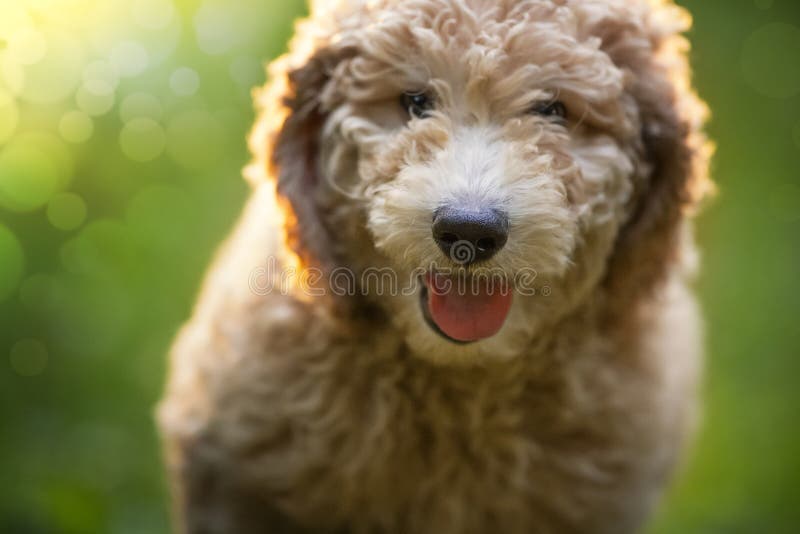 Happy poodle stock photo. Image of sweet, puppies, text - 116121396